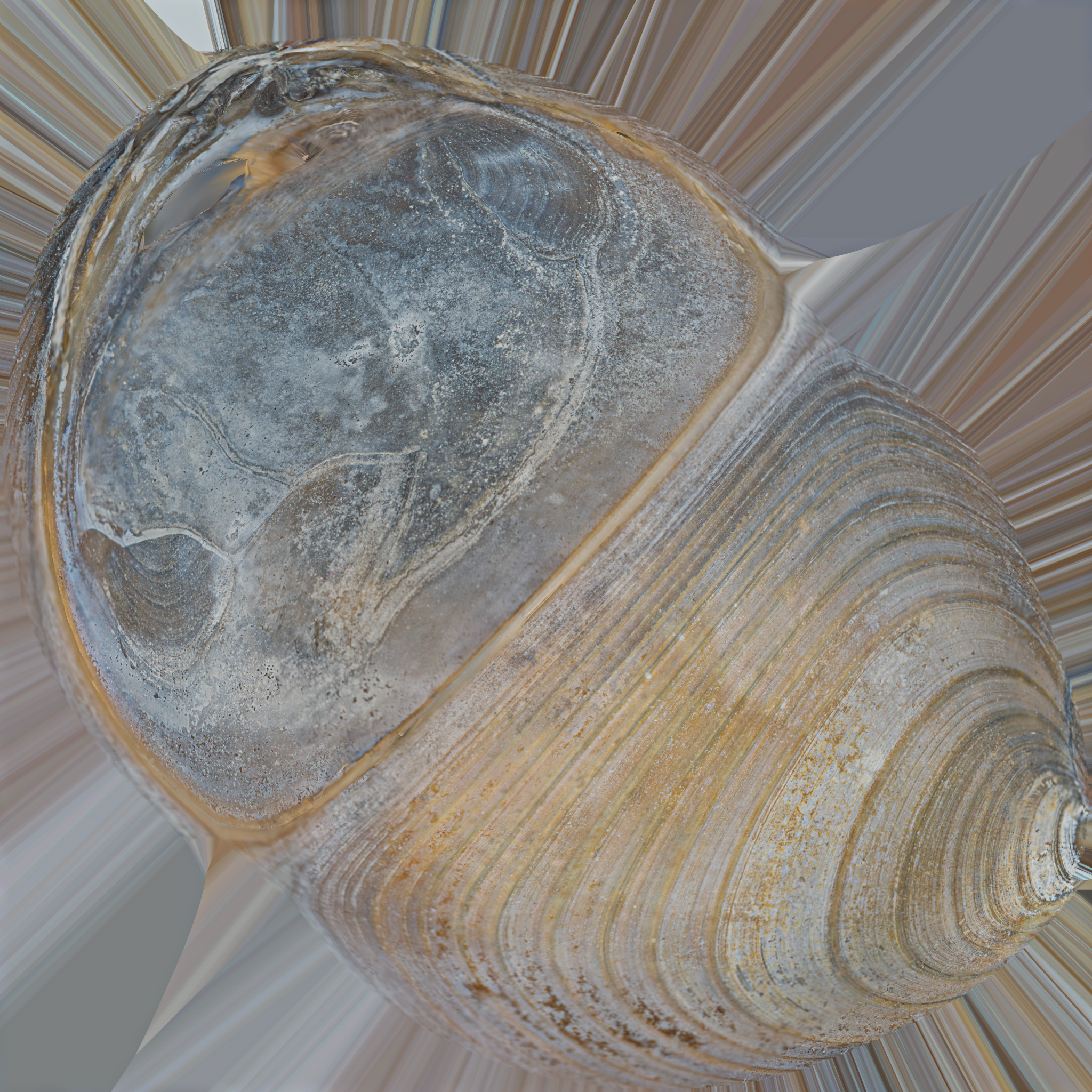 8K Oval Shell 3D-Modell - TurboSquid 2499053