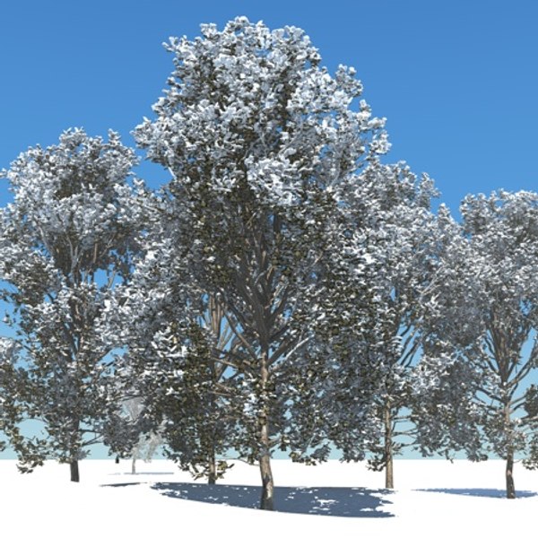 3d model snow tree