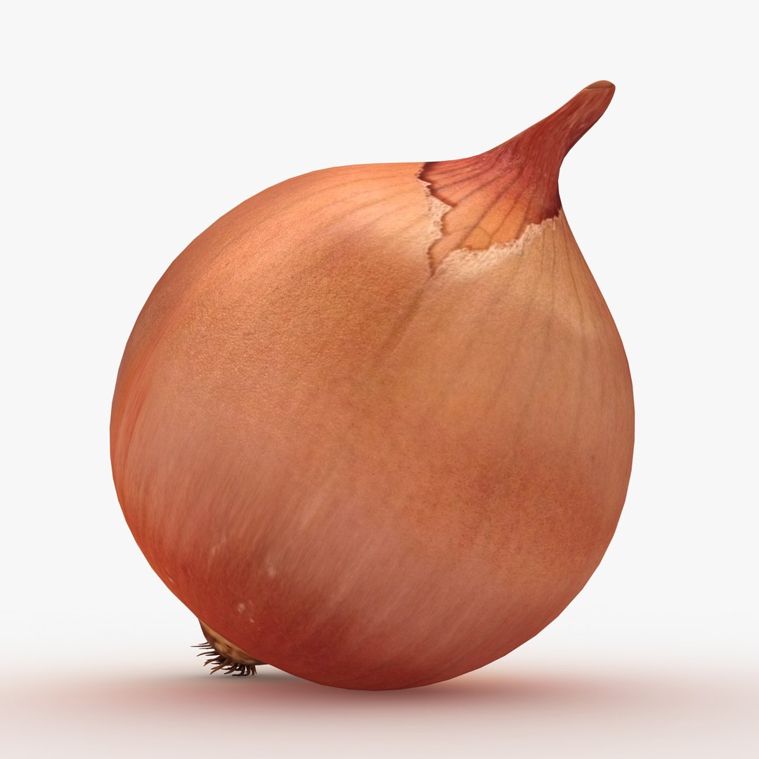 3d Model Onion Used