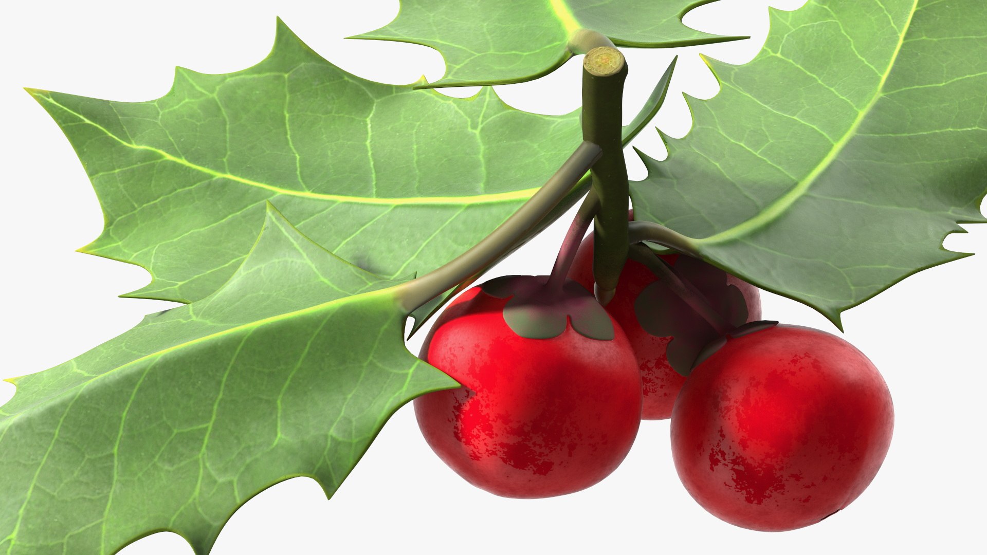 3D Isolated Holly Berry With Leaves - TurboSquid 2075461