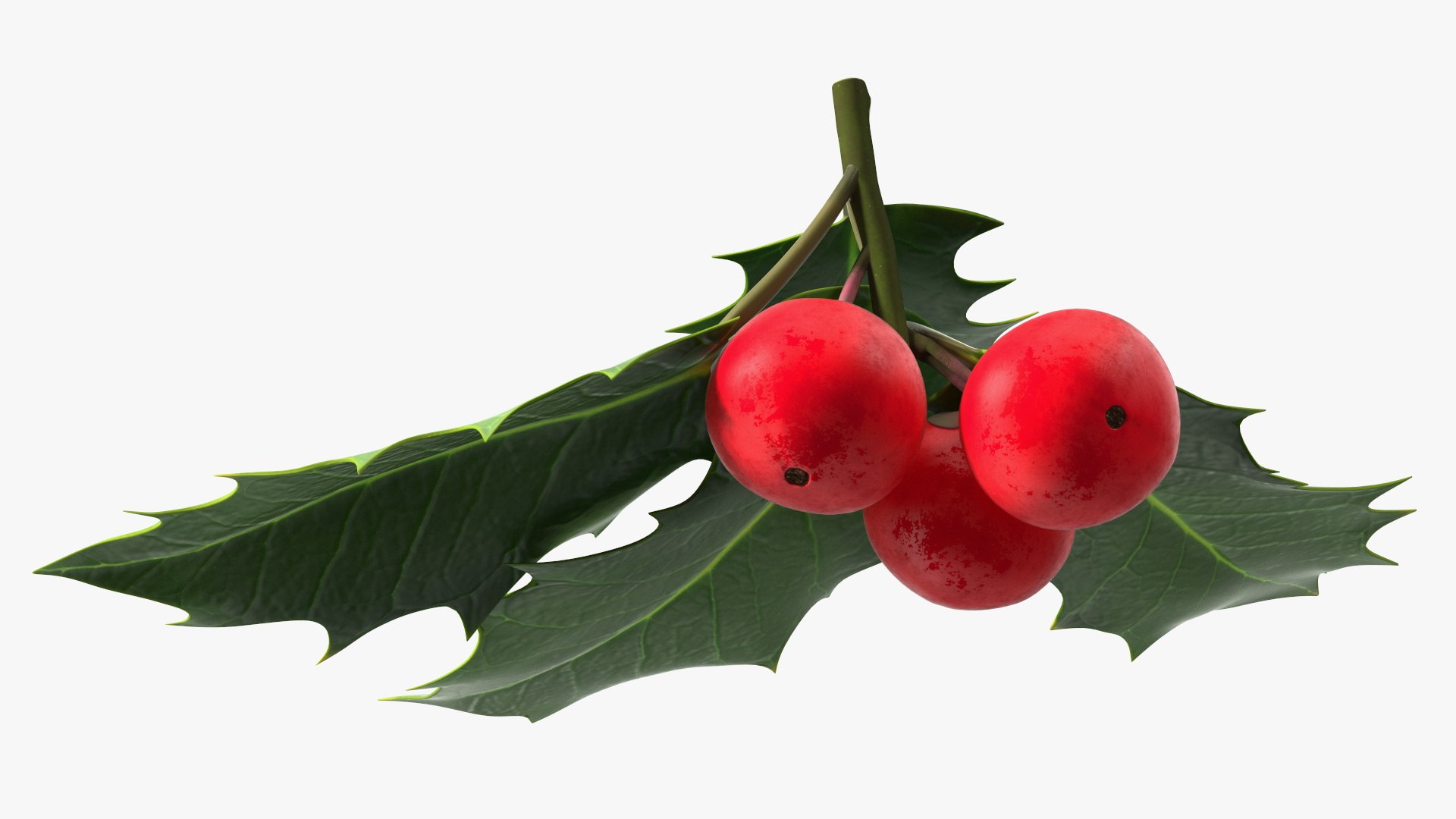3D Isolated Holly Berry With Leaves - TurboSquid 2075461