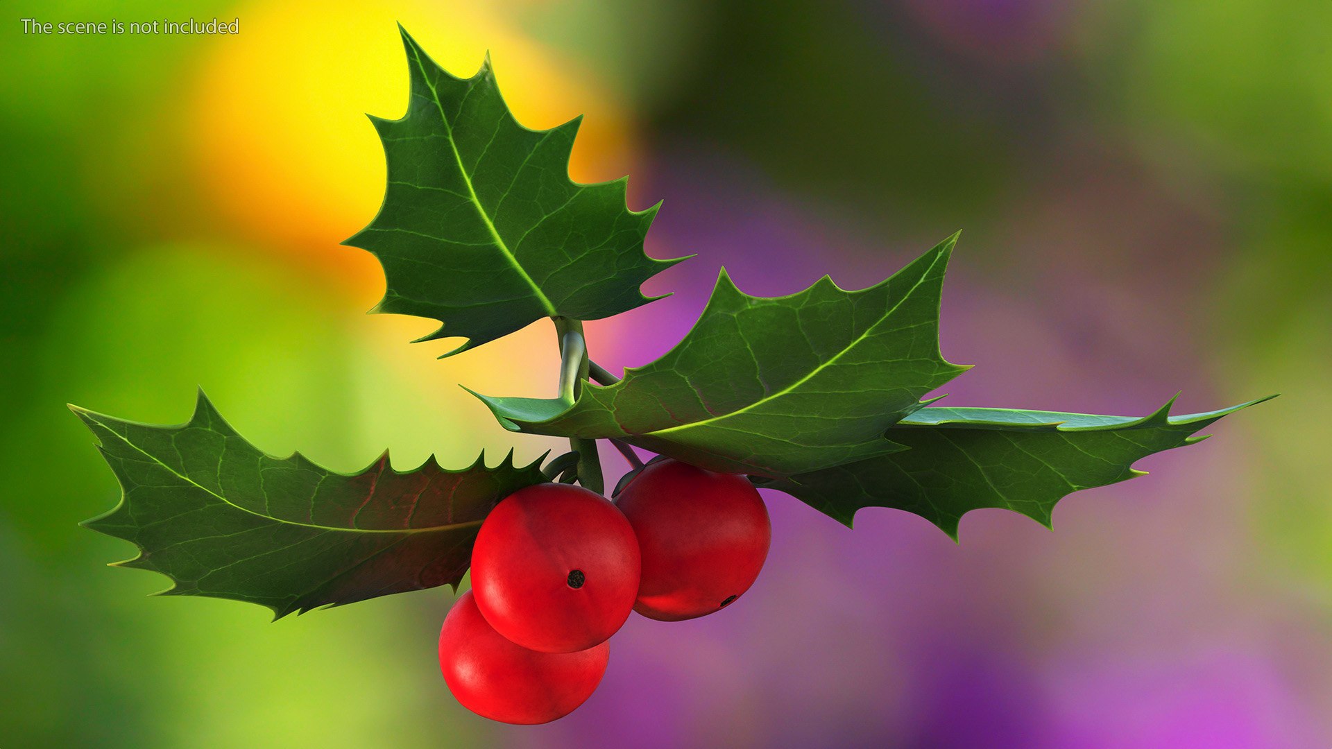 3D Isolated Holly Berry With Leaves - TurboSquid 2075461