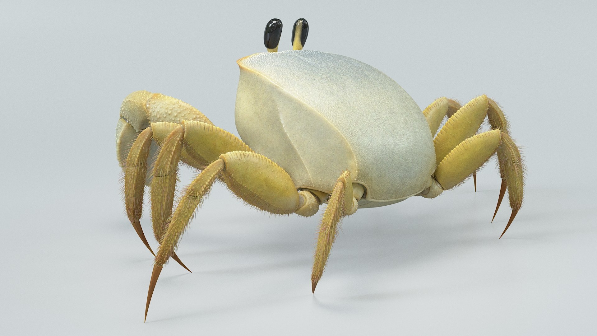 3D Ghost Crab Rigged - TurboSquid 2198586