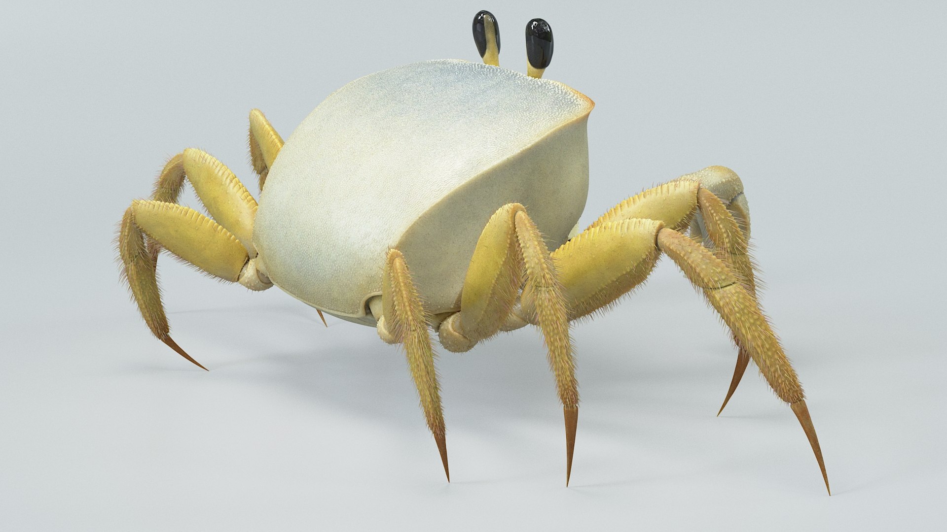 3D Ghost Crab Rigged - TurboSquid 2198586