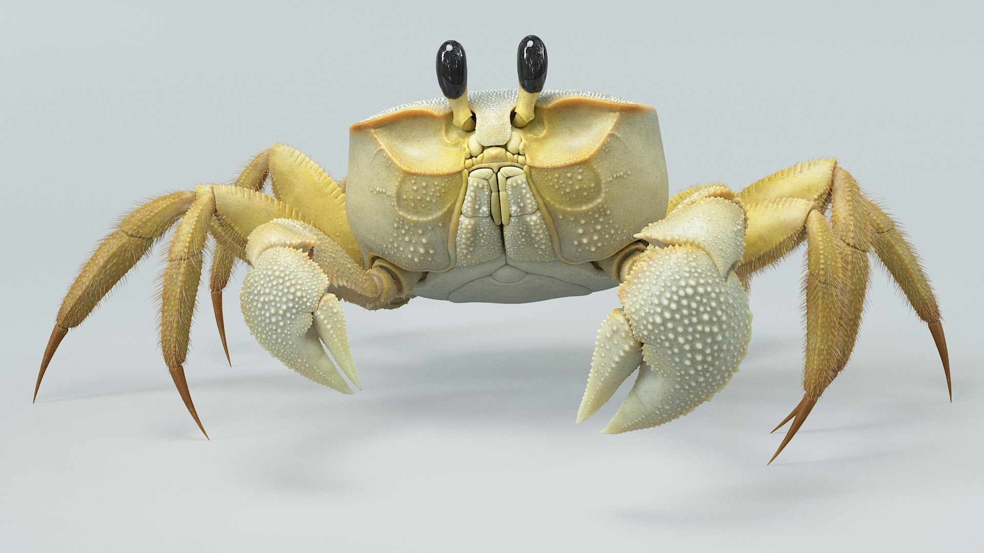 3D Ghost Crab Rigged - TurboSquid 2198586