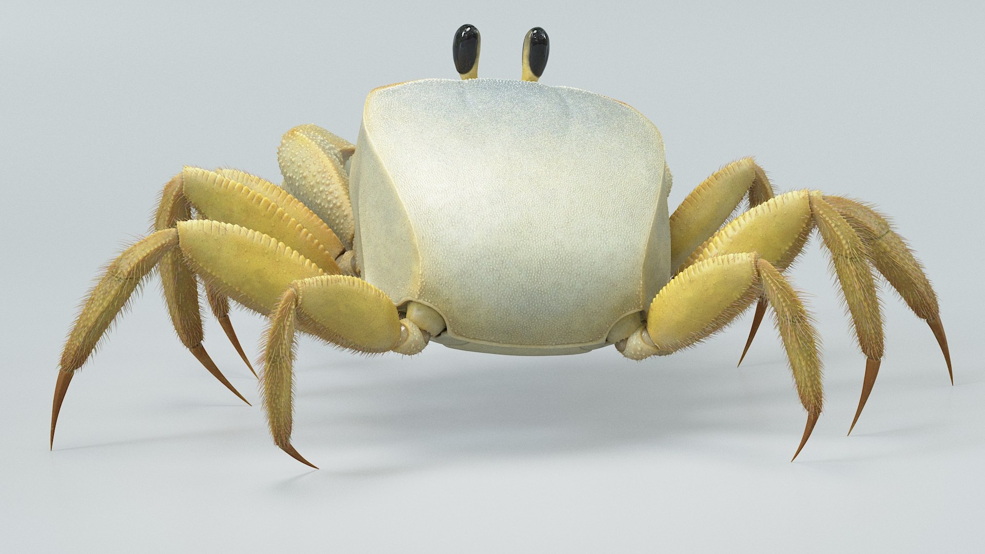3D Ghost Crab Rigged - TurboSquid 2198586
