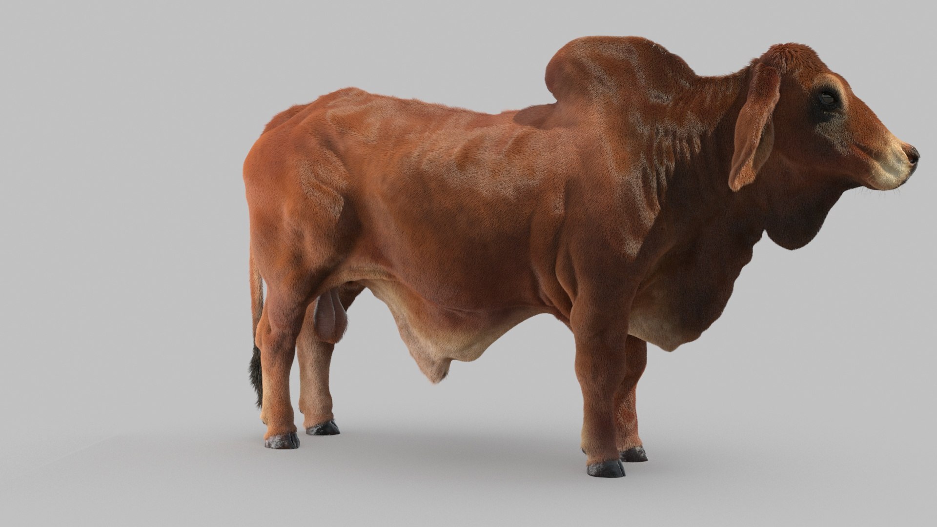 3D Indian Bull - TurboSquid 1702424