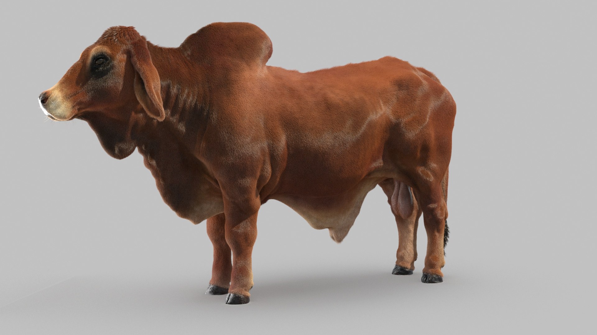 3D Indian Bull - TurboSquid 1702424