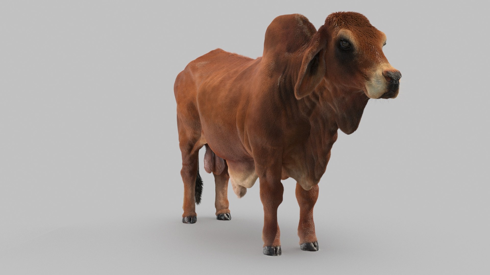 3D Indian Bull - TurboSquid 1702424