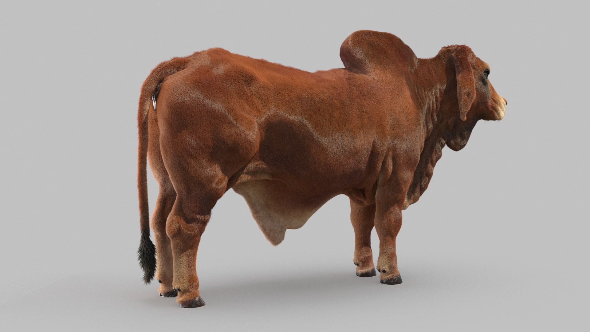 3D Indian Bull - TurboSquid 1702424
