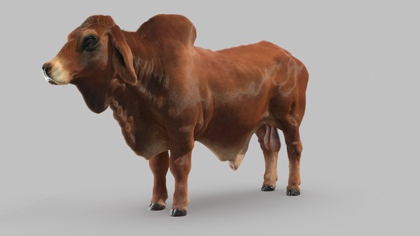 인도 황소 3D 모델 - TurboSquid 1702424