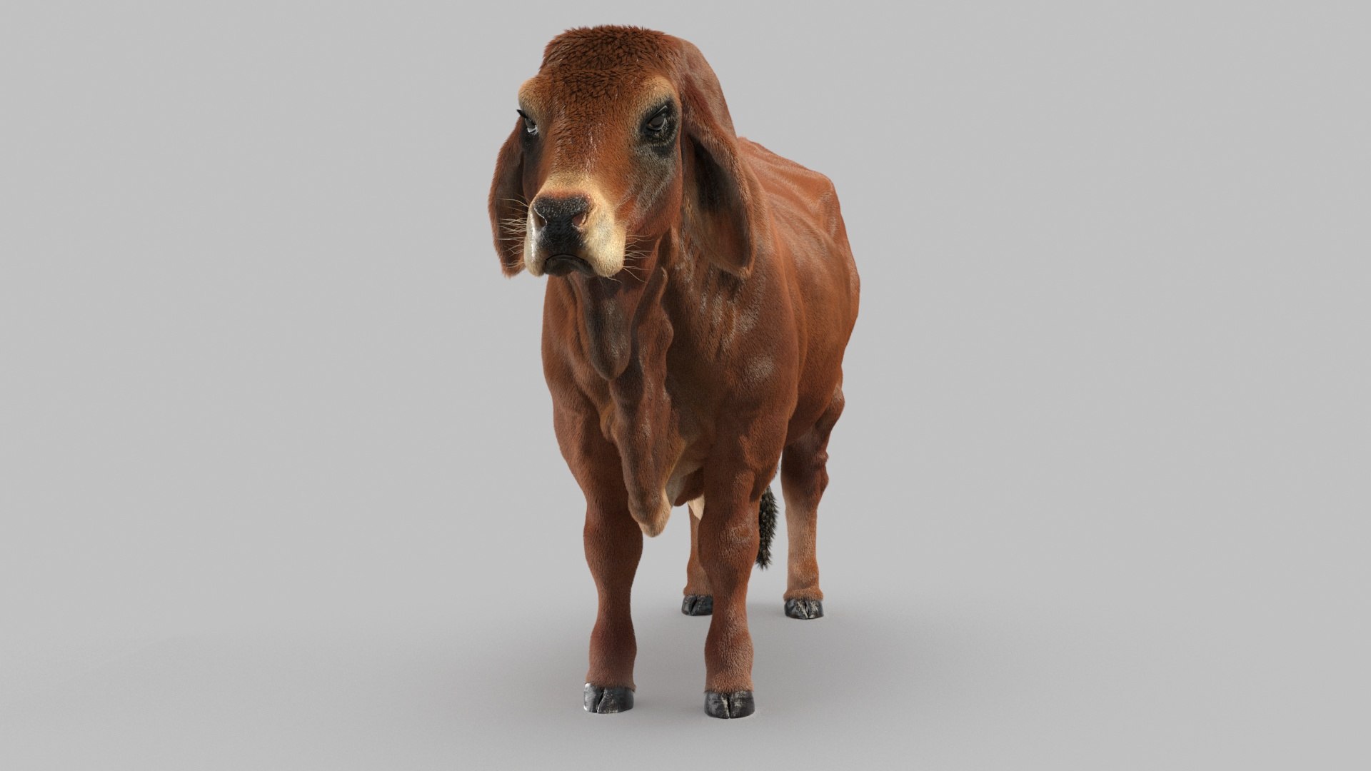 3D Indian Bull - TurboSquid 1702424
