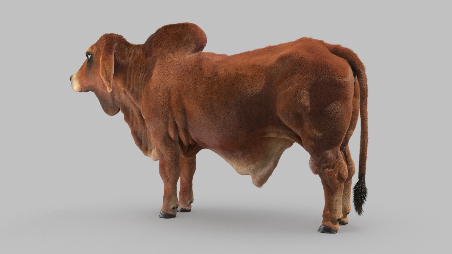 3D Indian Bull - TurboSquid 1702424