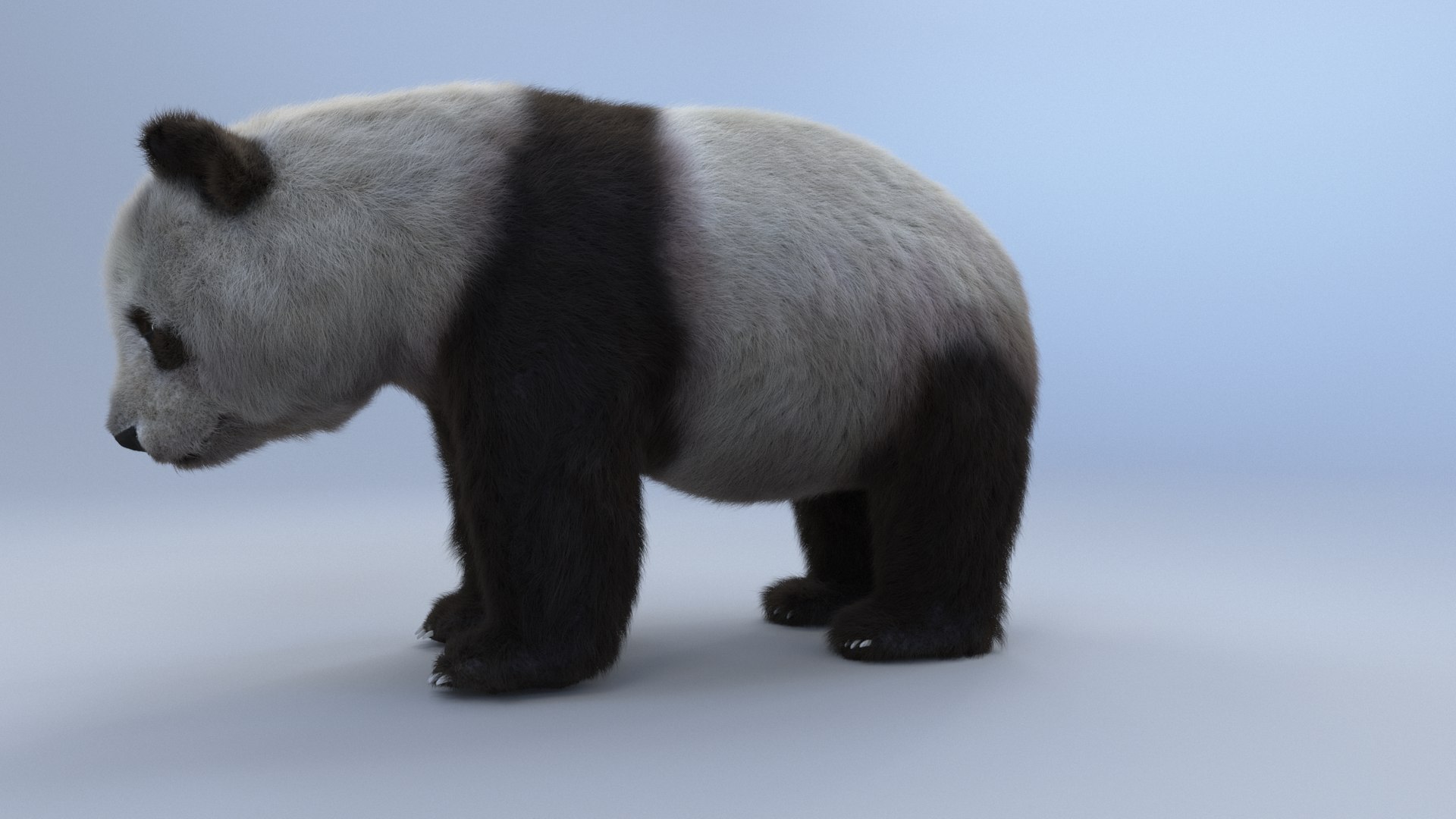 Rigged Panda Bear Fur Model - TurboSquid 1343608