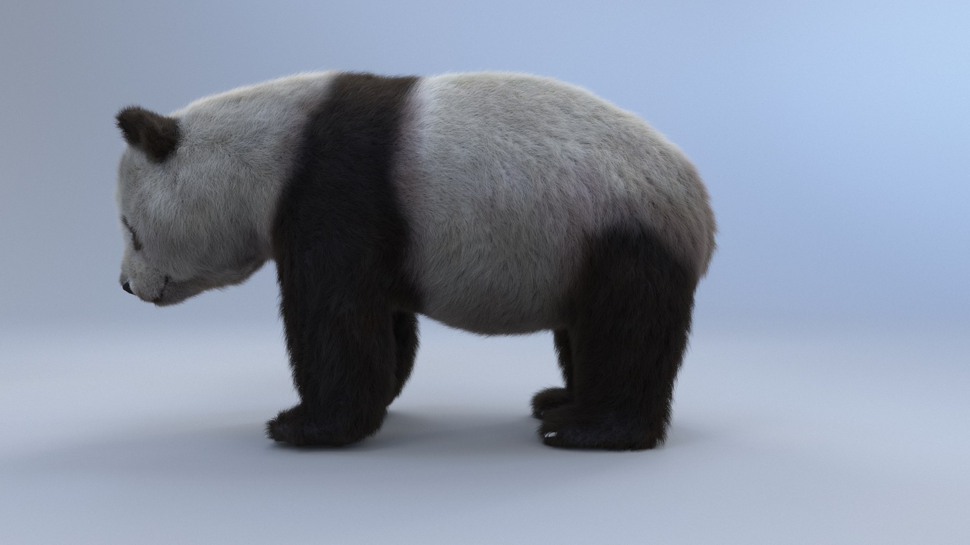 Rigged Panda Bear Fur Model - TurboSquid 1343608