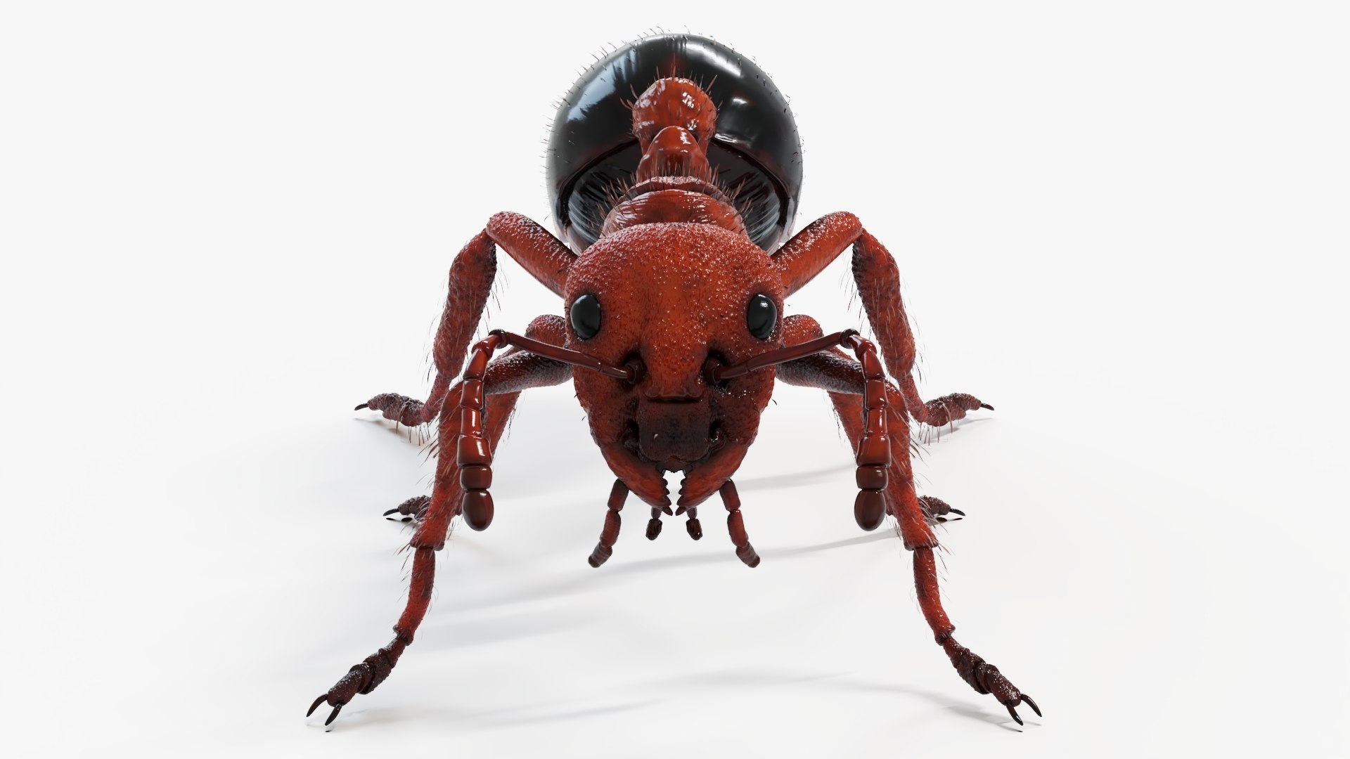 Red Ant Static 3D Model - TurboSquid 2069866