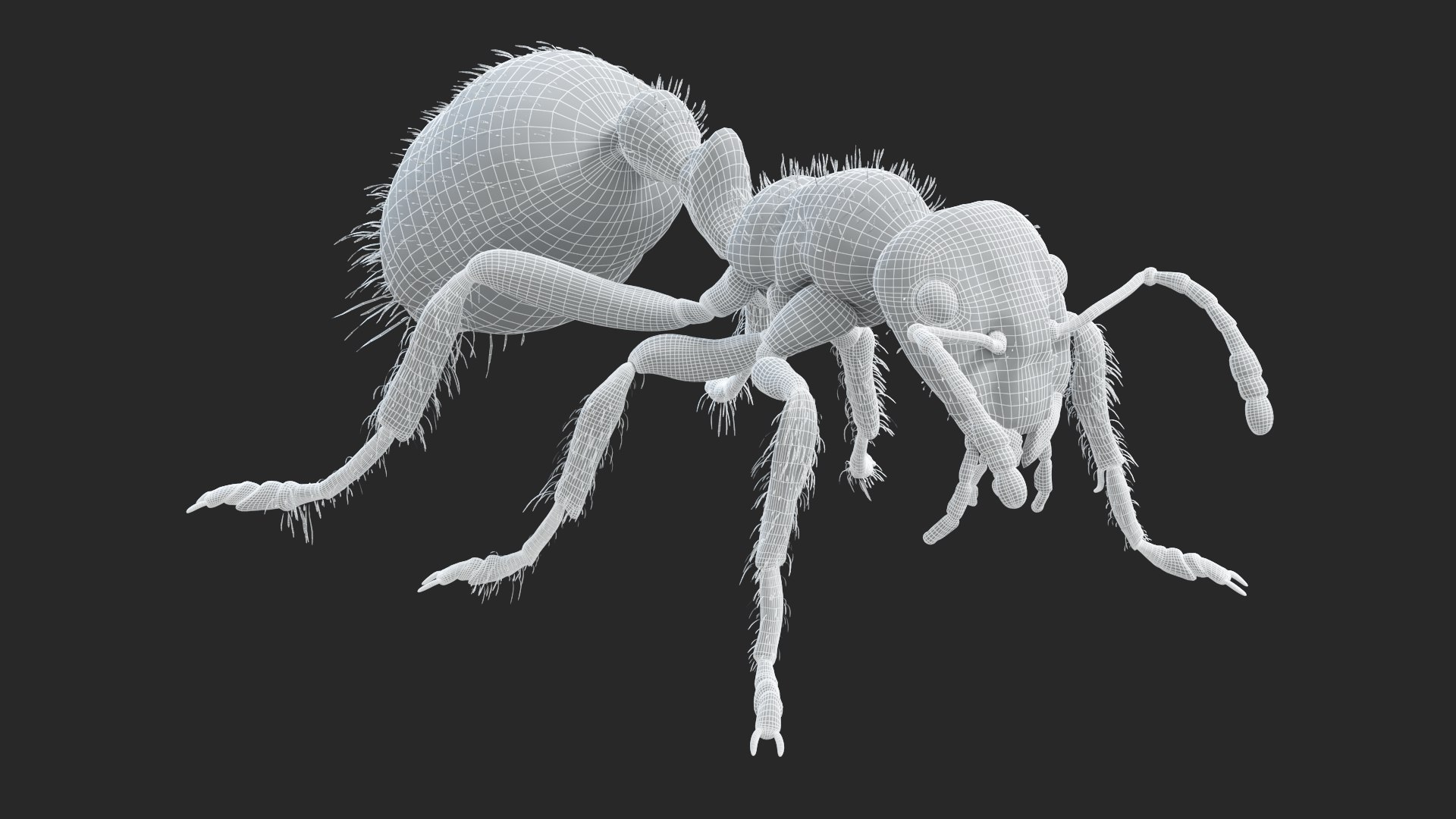 Red Ant Static 3D Model - TurboSquid 2069866