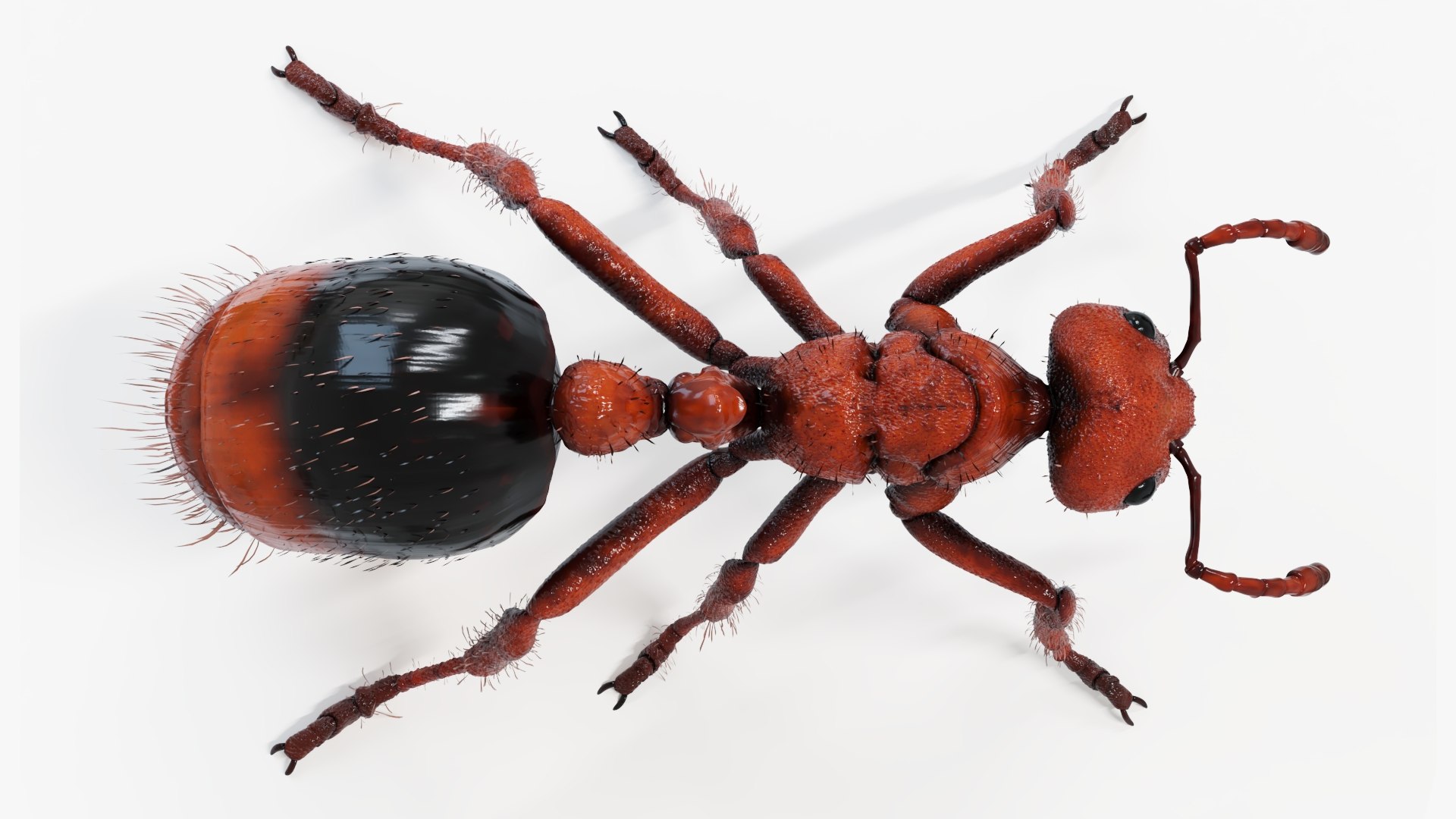 Red Ant Static 3D Model - TurboSquid 2069866