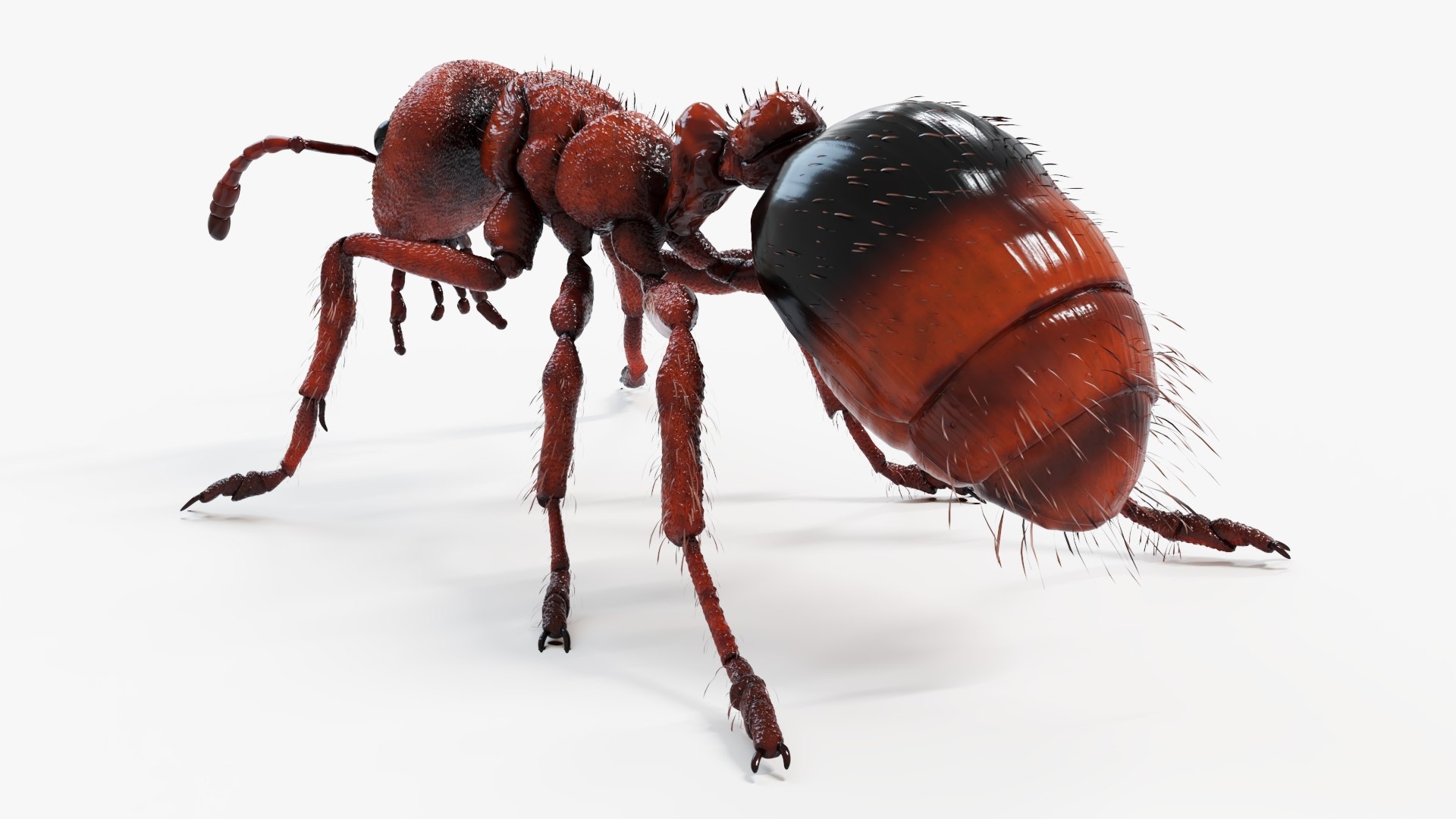 Red Ant Static 3D Model - TurboSquid 2069866