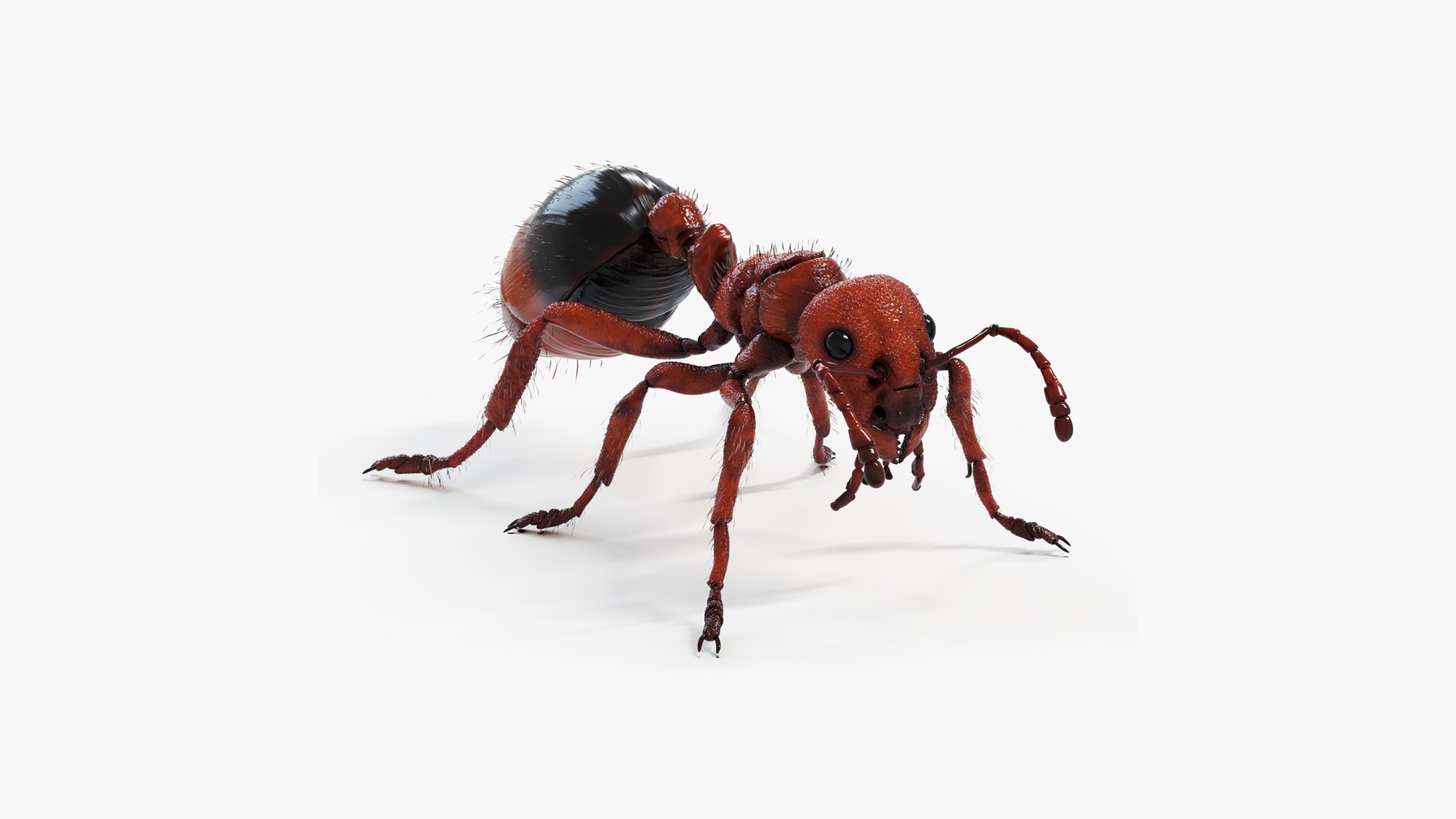 Red Ant Static 3D Model - TurboSquid 2069866