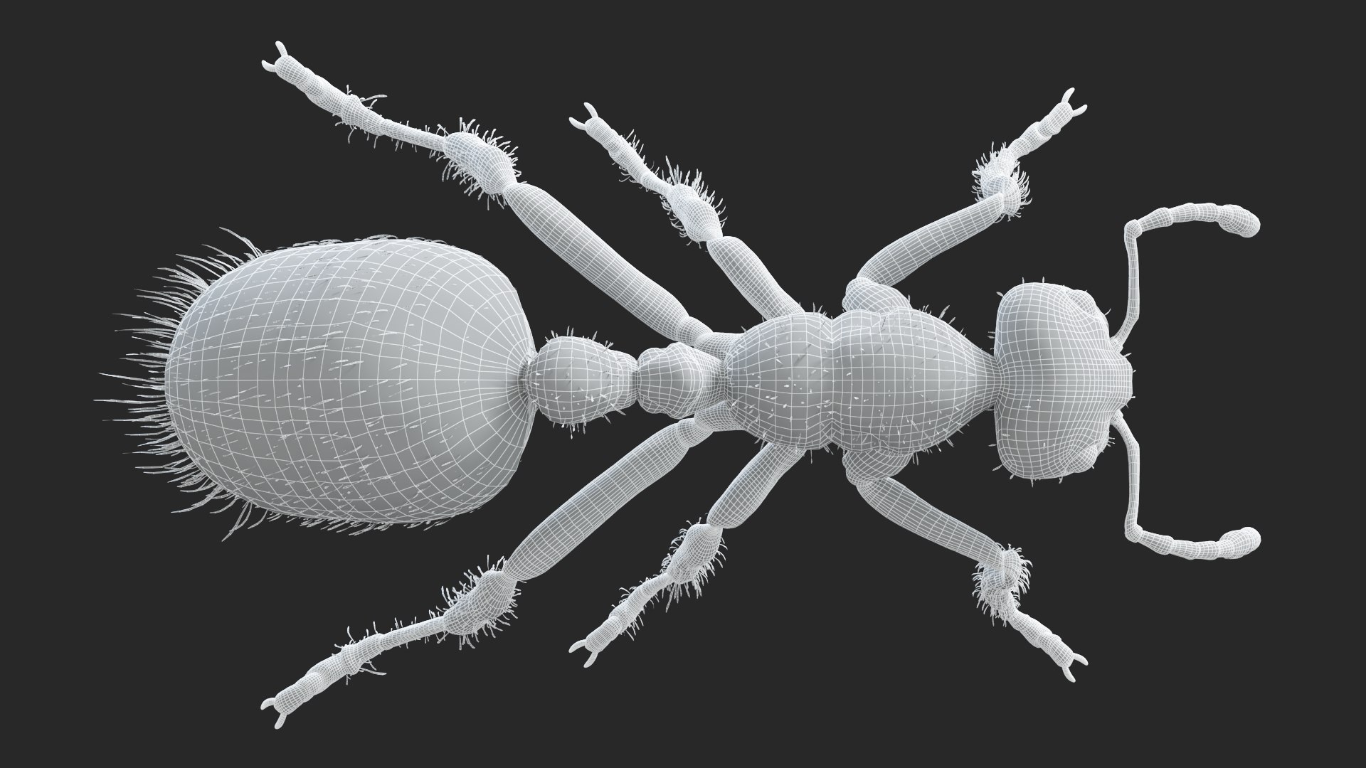 Red Ant Static 3D Model - TurboSquid 2069866