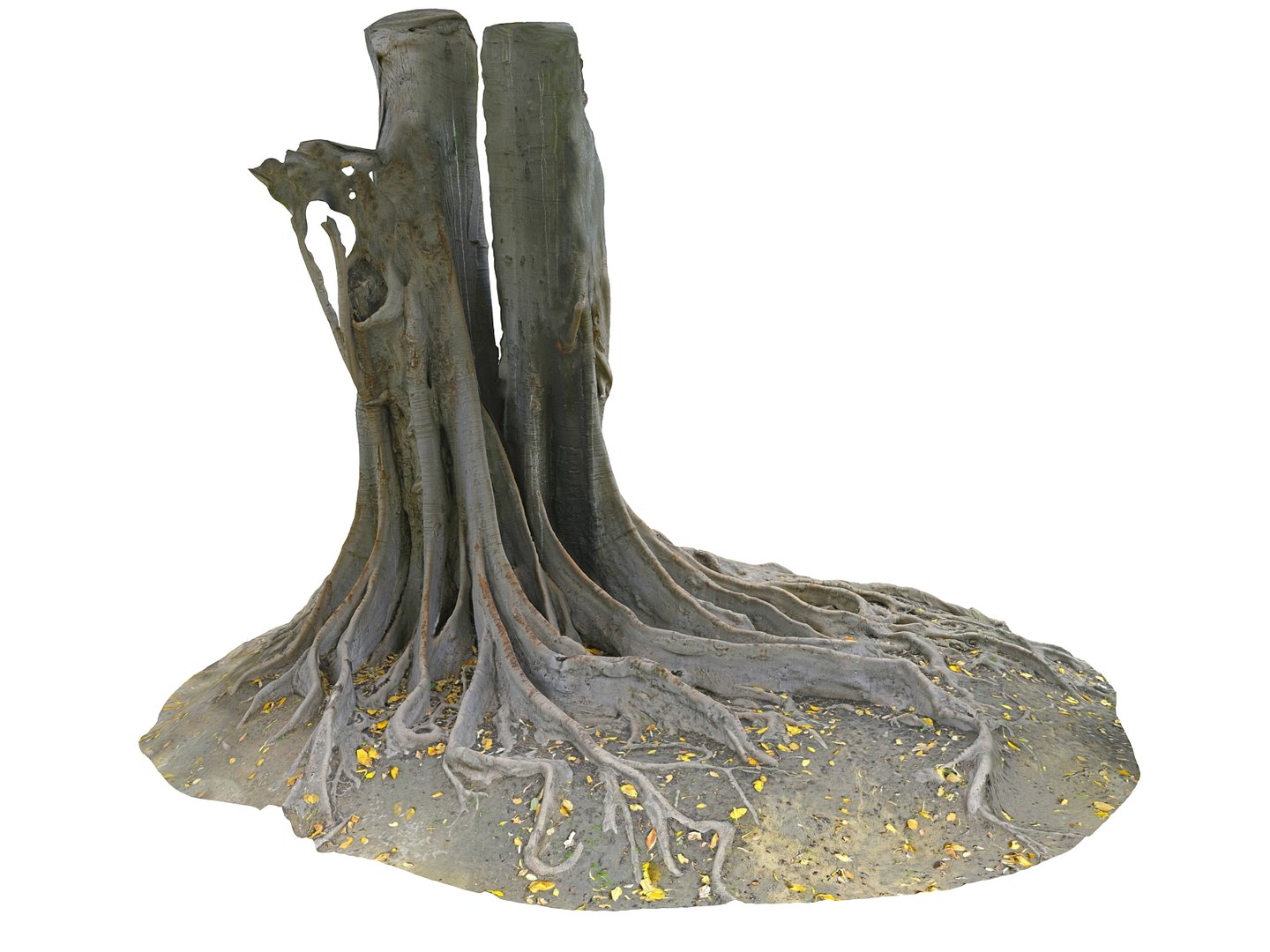 3D A Giant Tree In The Jungle Model - TurboSquid 2290062