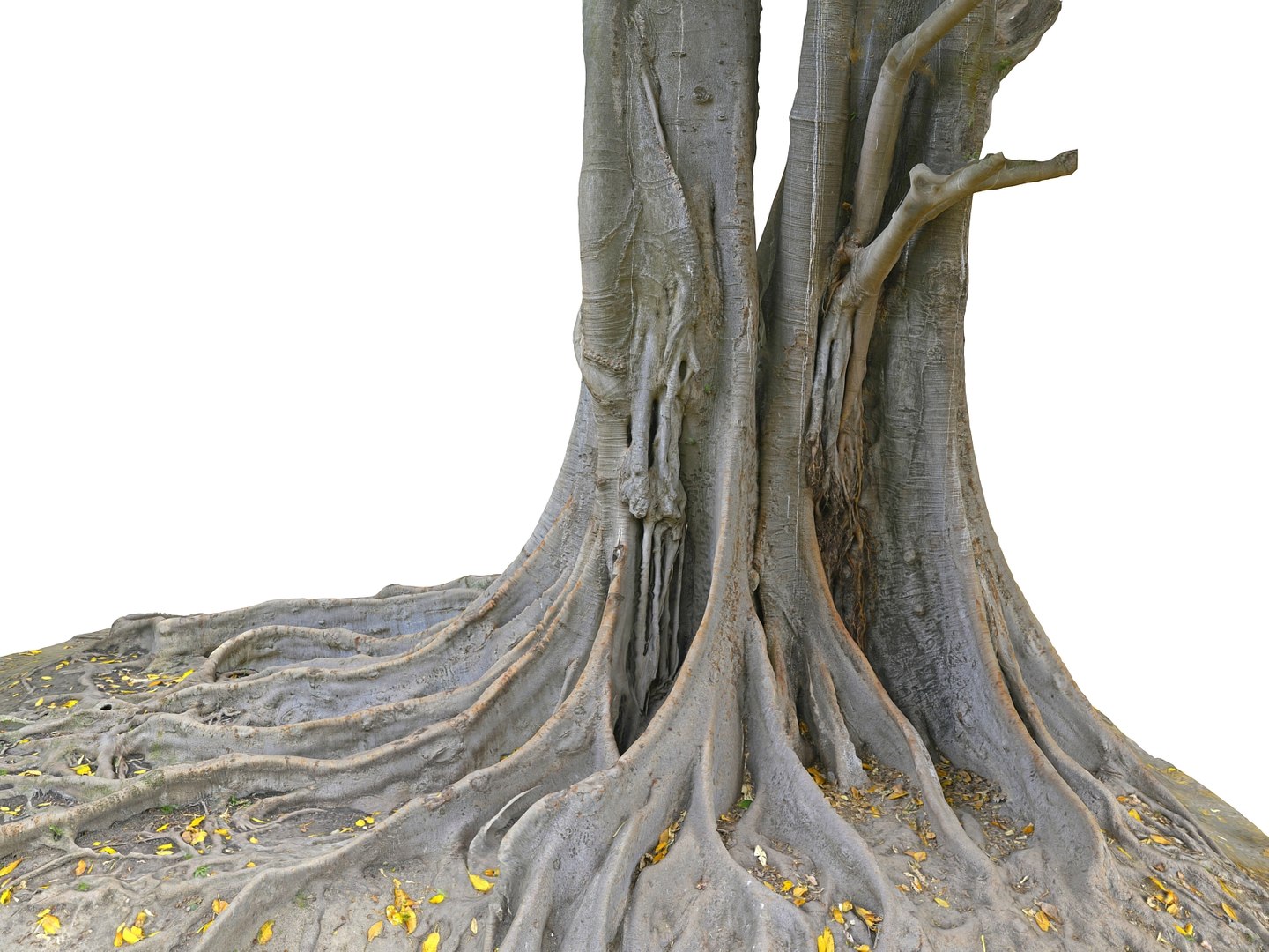 3D A Giant Tree In The Jungle Model - TurboSquid 2290062