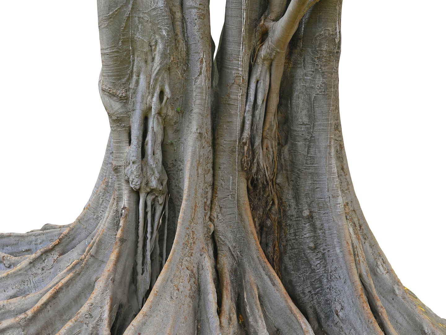3D A Giant Tree In The Jungle Model - TurboSquid 2290062