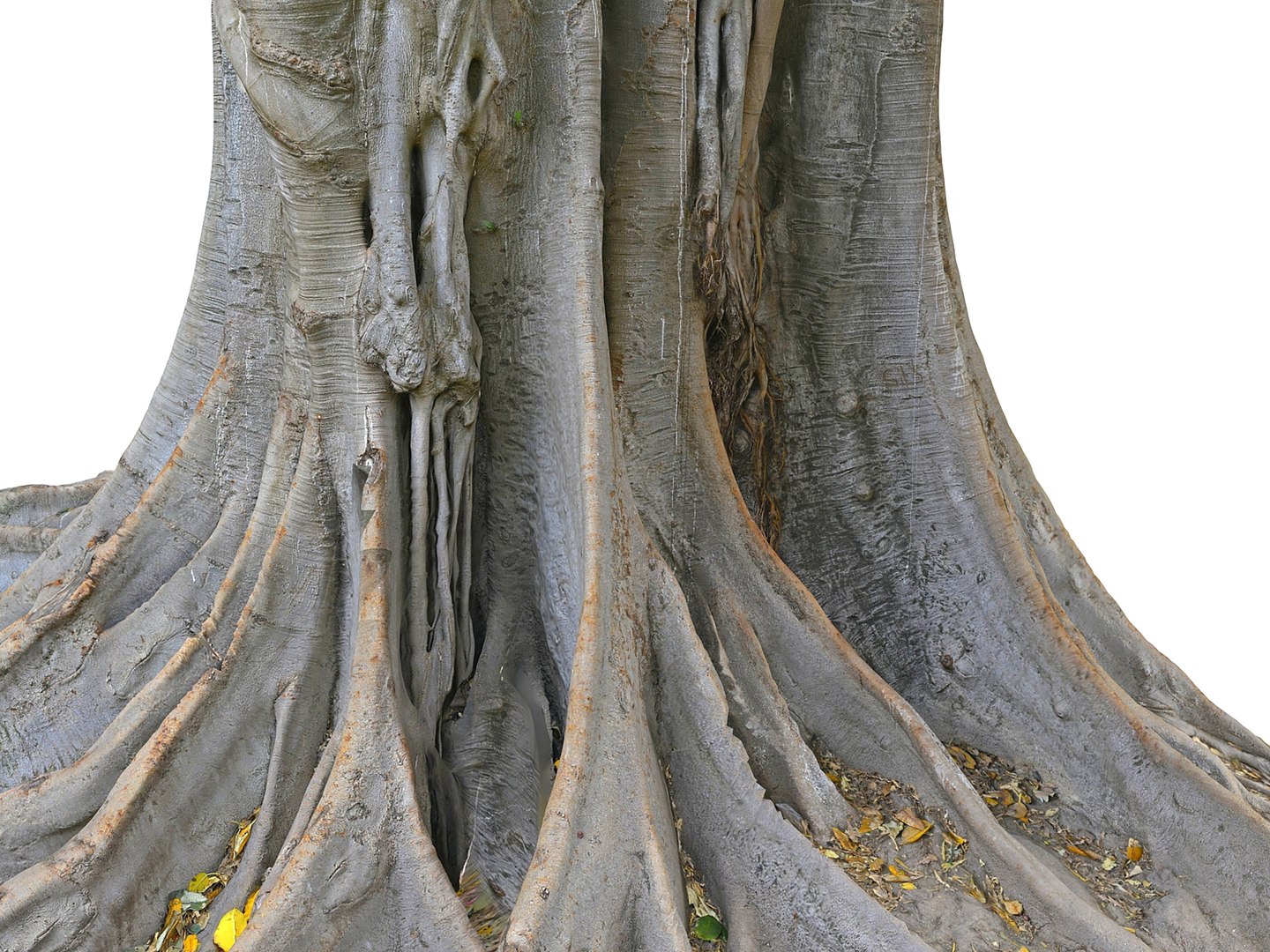 3D A Giant Tree In The Jungle Model - TurboSquid 2290062