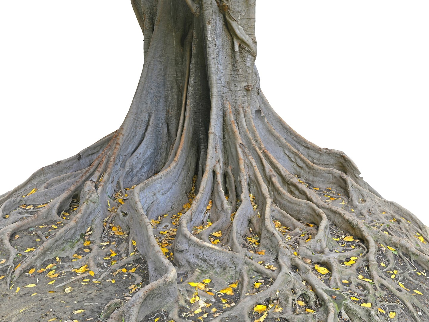 3D A Giant Tree In The Jungle Model - TurboSquid 2290062