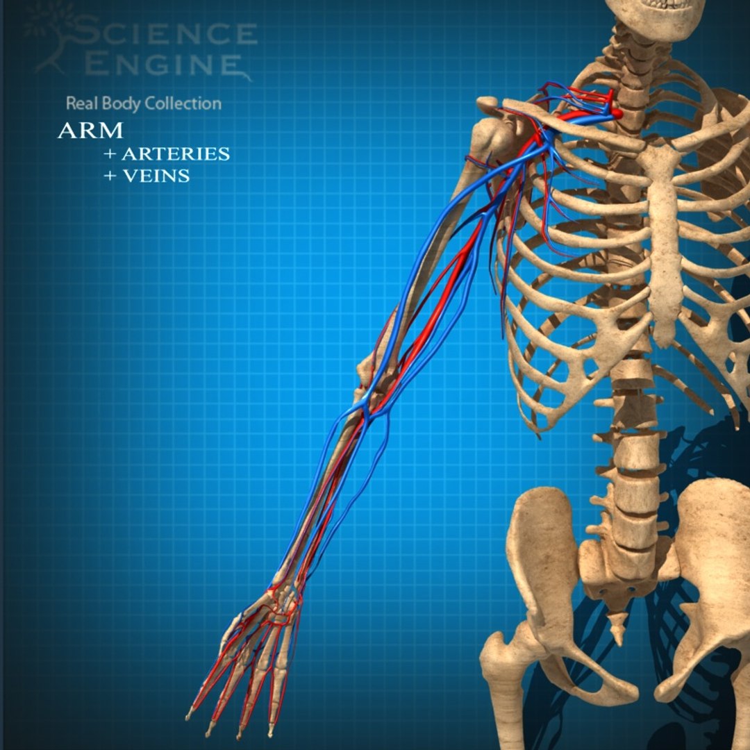 Anatomy Arteries - Veins 3d Model