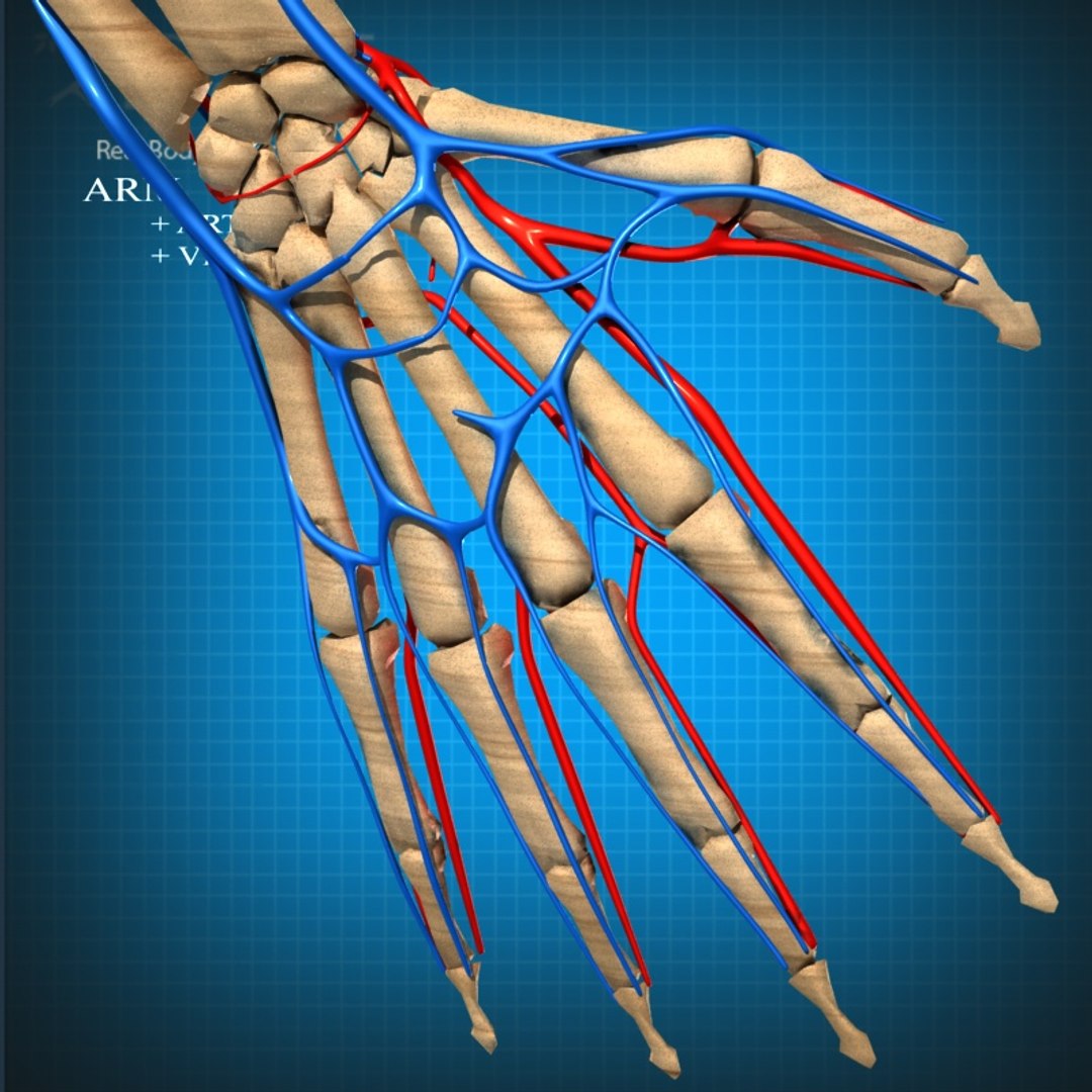 Anatomy Arteries - Veins 3d Model