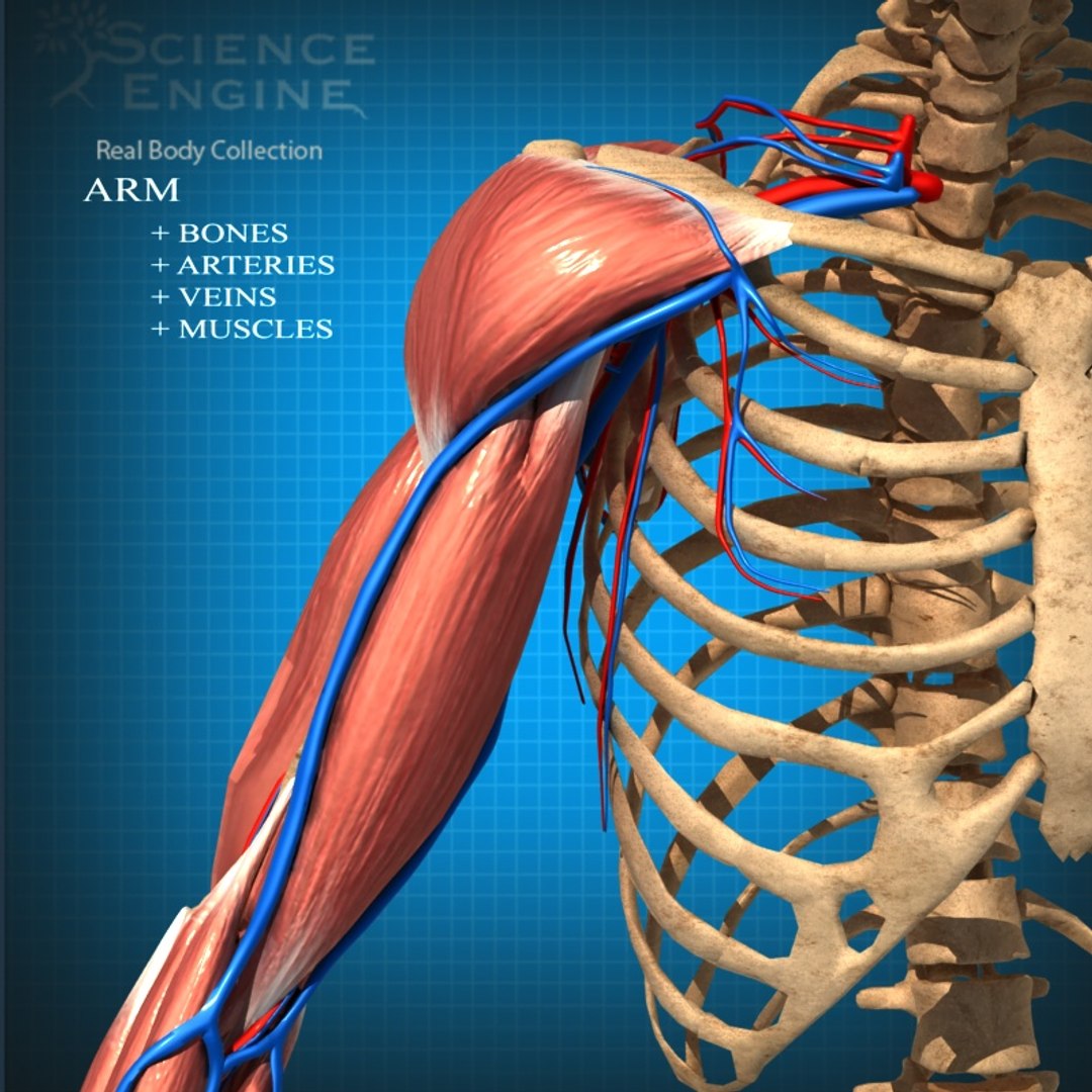 Anatomy Arteries - Veins 3d Model