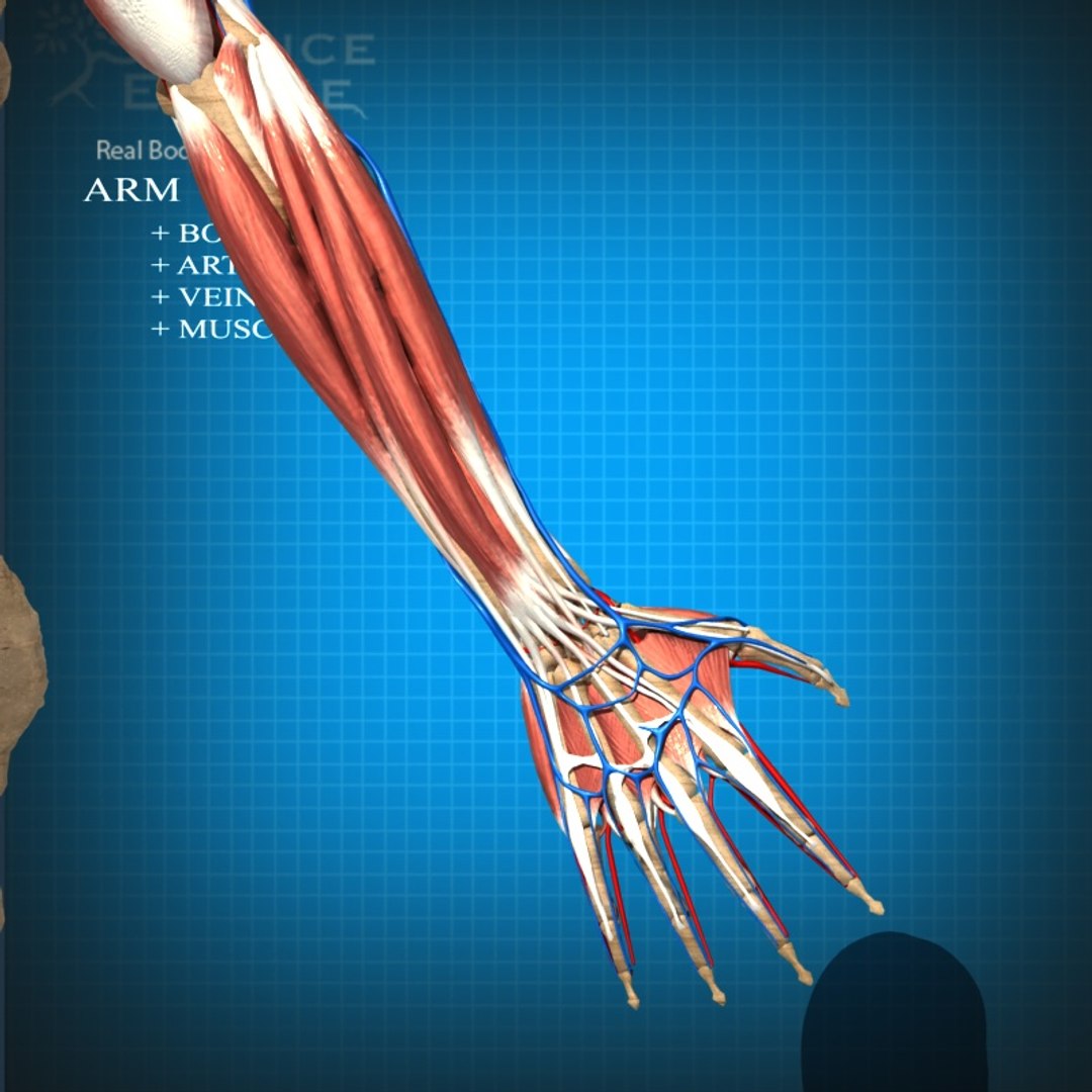 Anatomy Arteries - Veins 3d Model