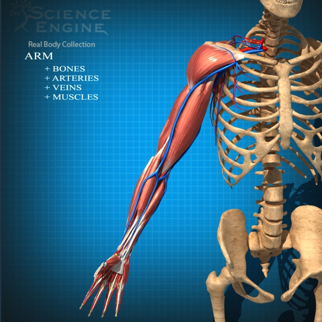 Anatomy Arteries - Veins 3d Model