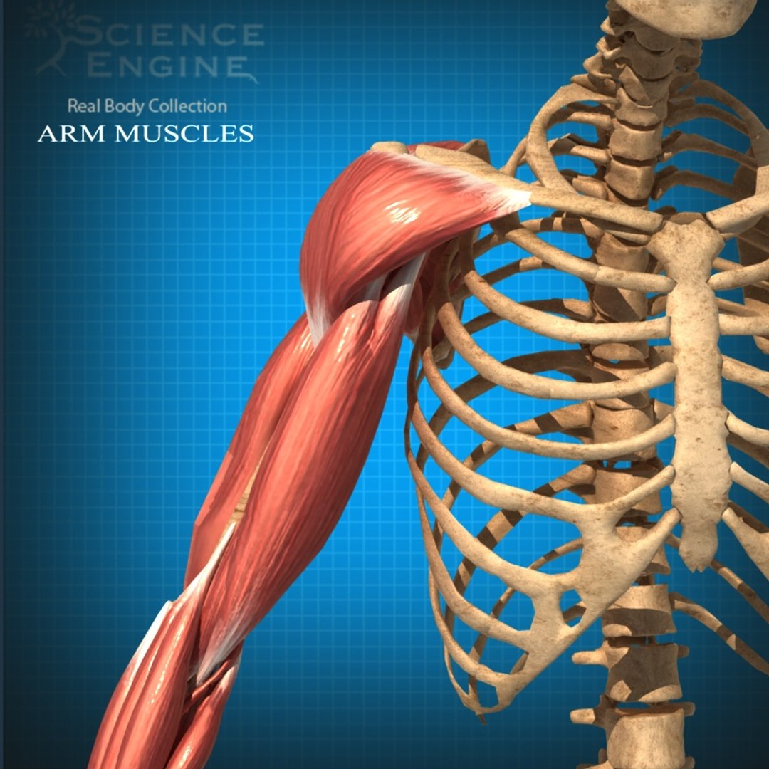 Anatomy Arteries - Veins 3d Model