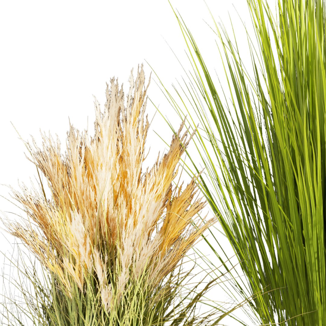 3D Collection Plant Vol 455 - Grass - Switchgrass - Northwind - Outdoor ...