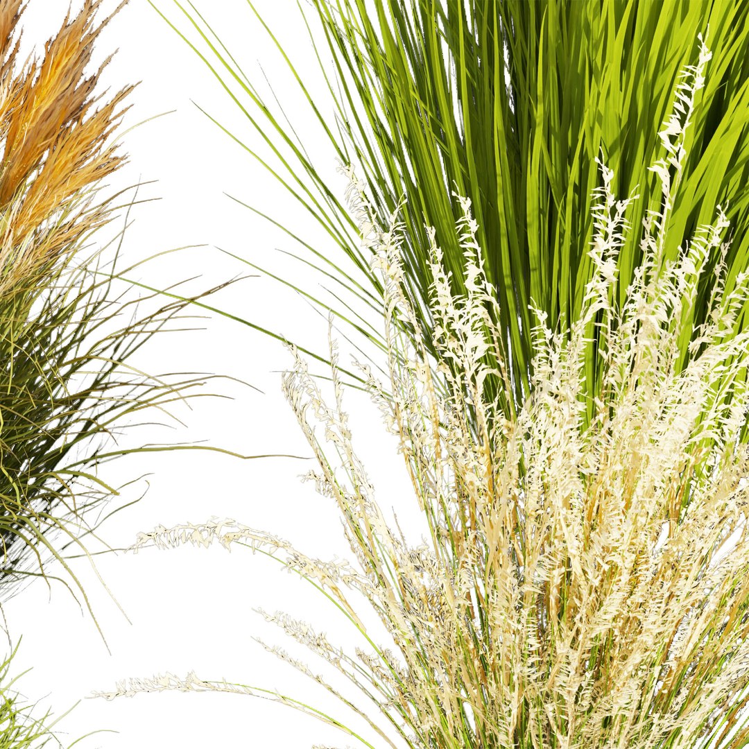 3D Collection Plant Vol 455 - Grass - Switchgrass - Northwind - Outdoor ...