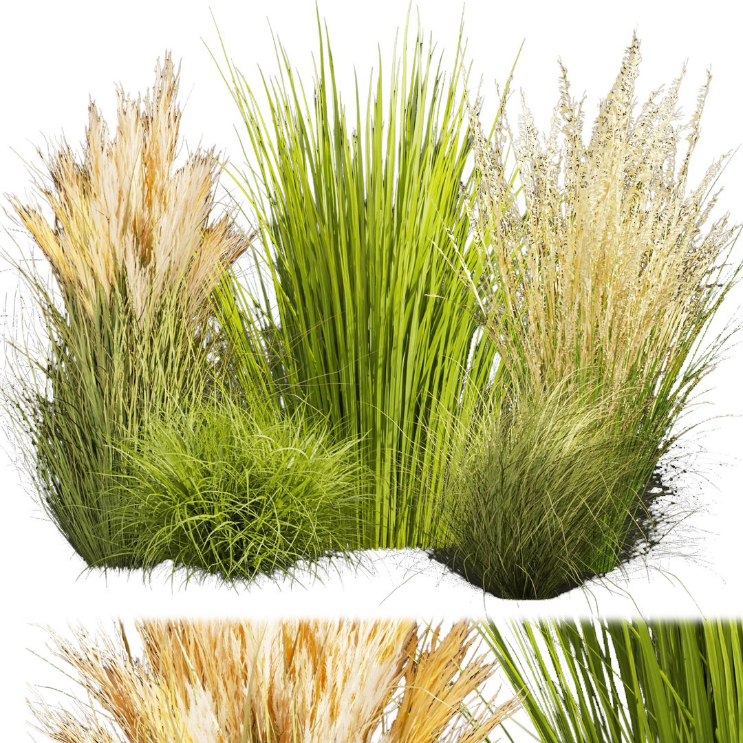 3D Collection Plant Vol 455 - Grass - Switchgrass - Northwind - Outdoor ...