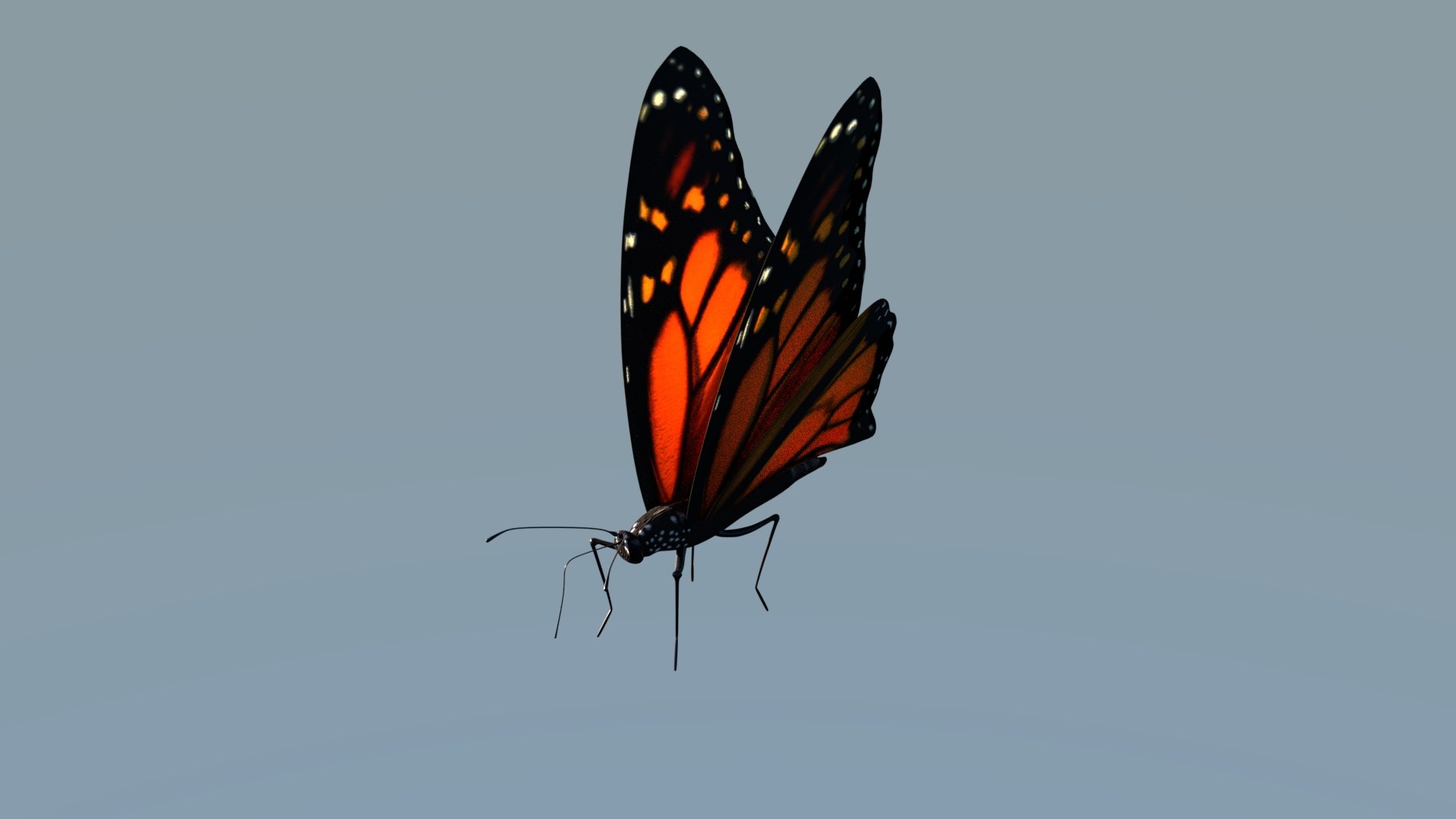 3d Model Monarch Butterfly Animations Rig