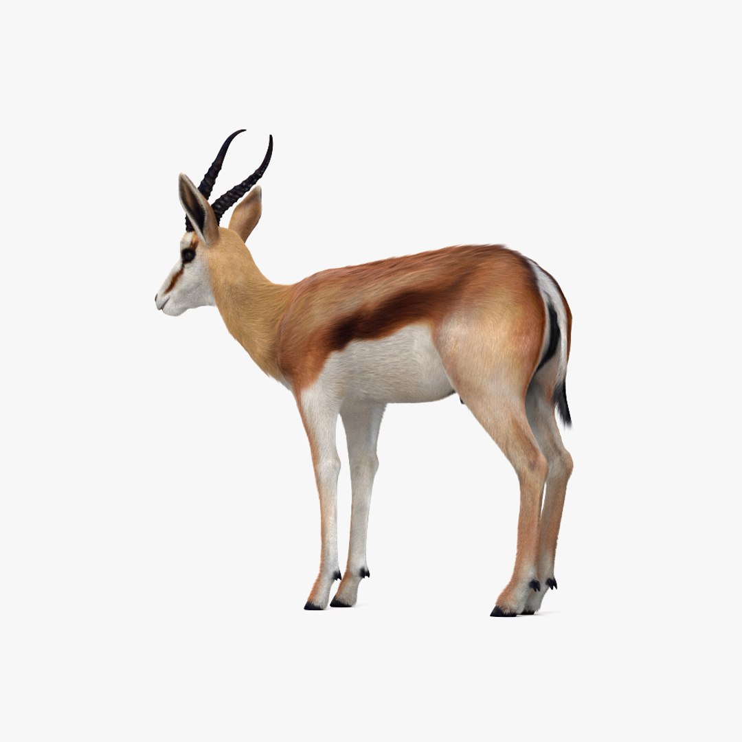 3D model Springbok - TurboSquid 2063847