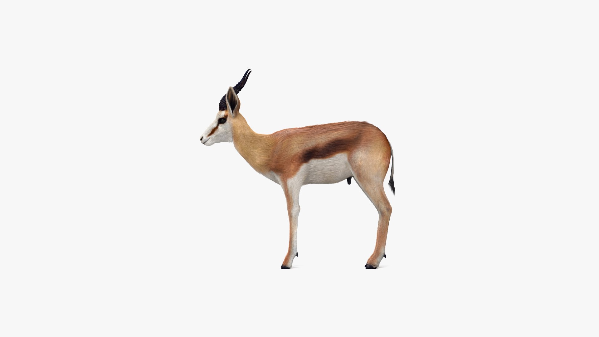 3D model Springbok - TurboSquid 2063847