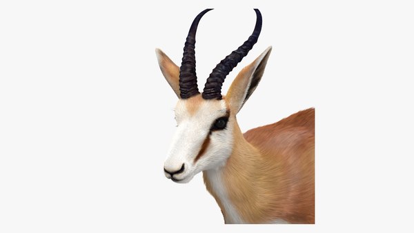 modelo 3d Springbok - TurboSquid 2063847