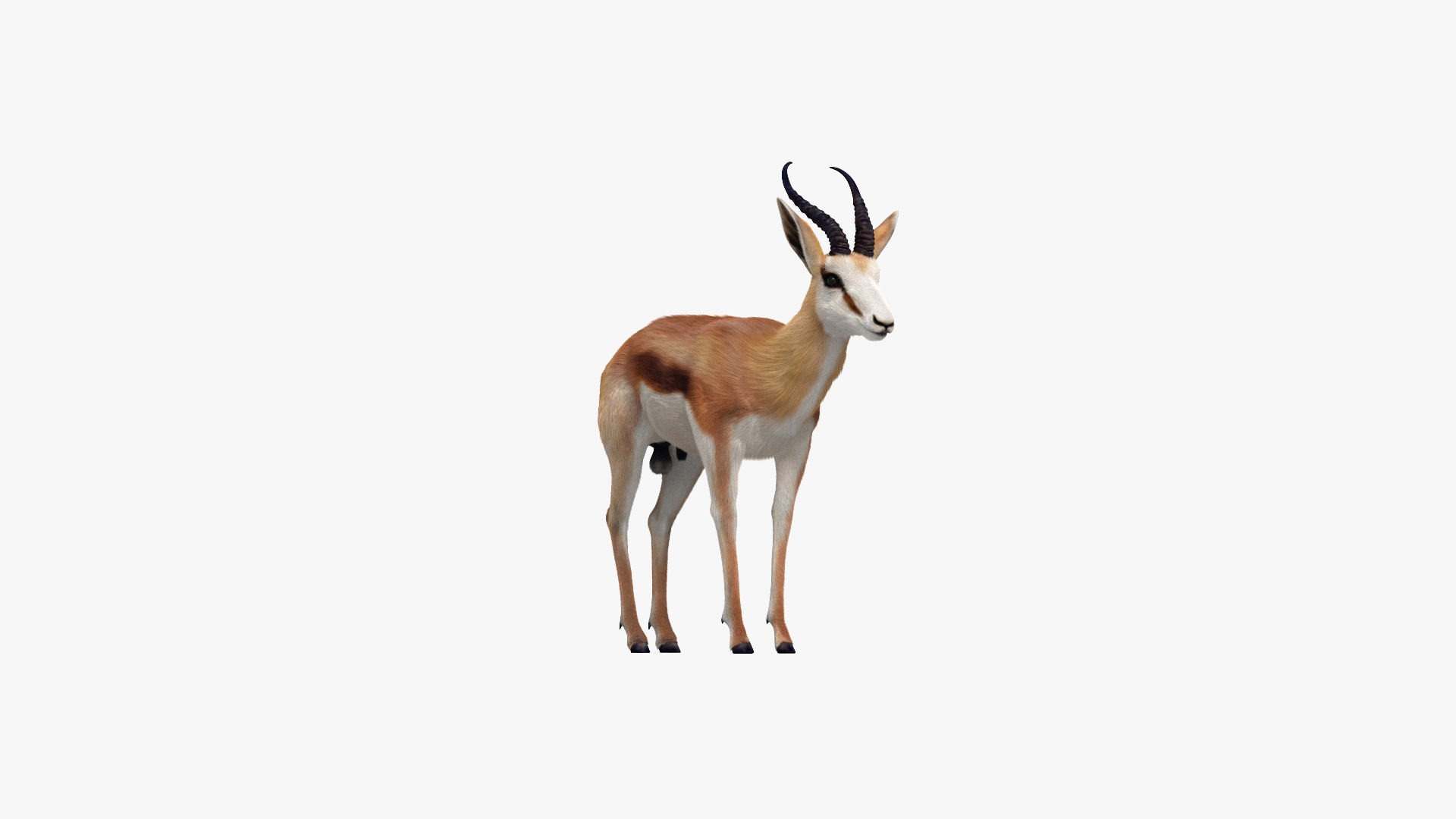 3D model Springbok - TurboSquid 2063847