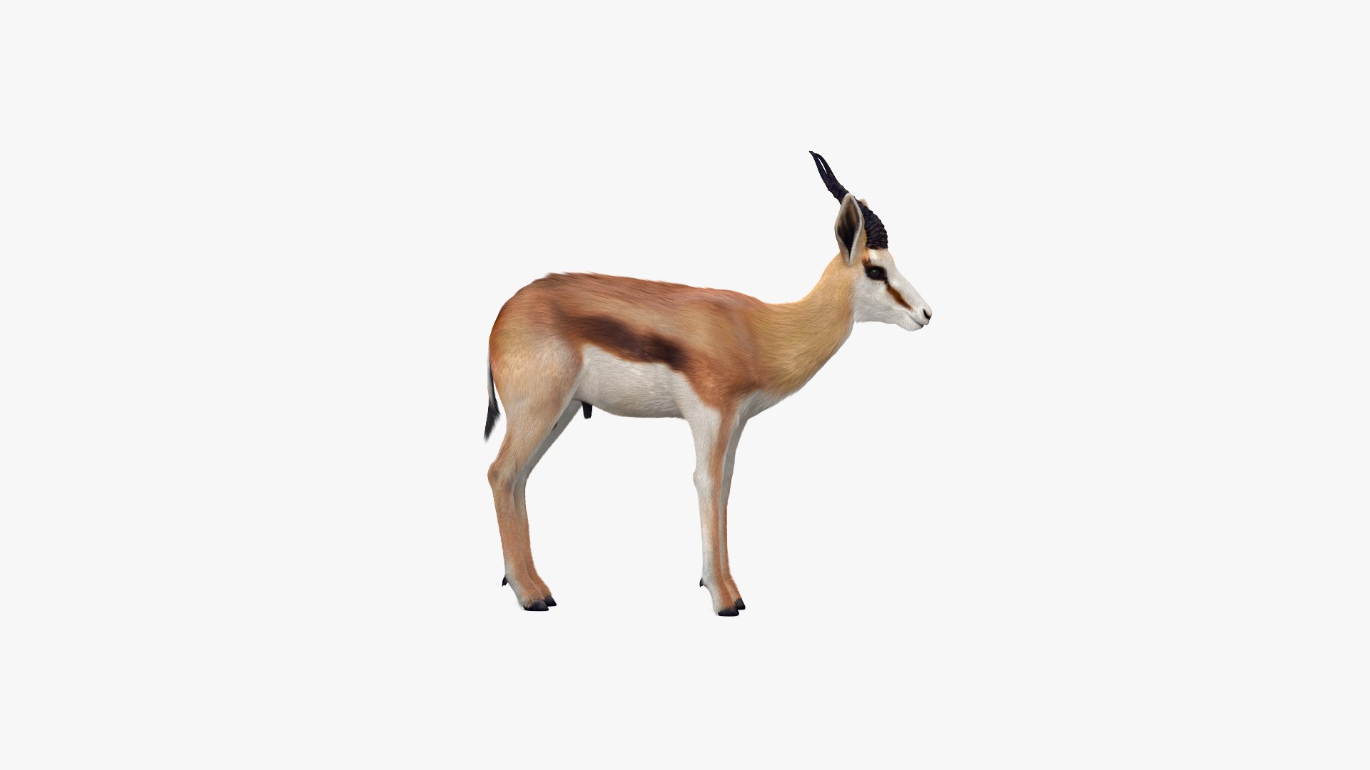 3D model Springbok - TurboSquid 2063847
