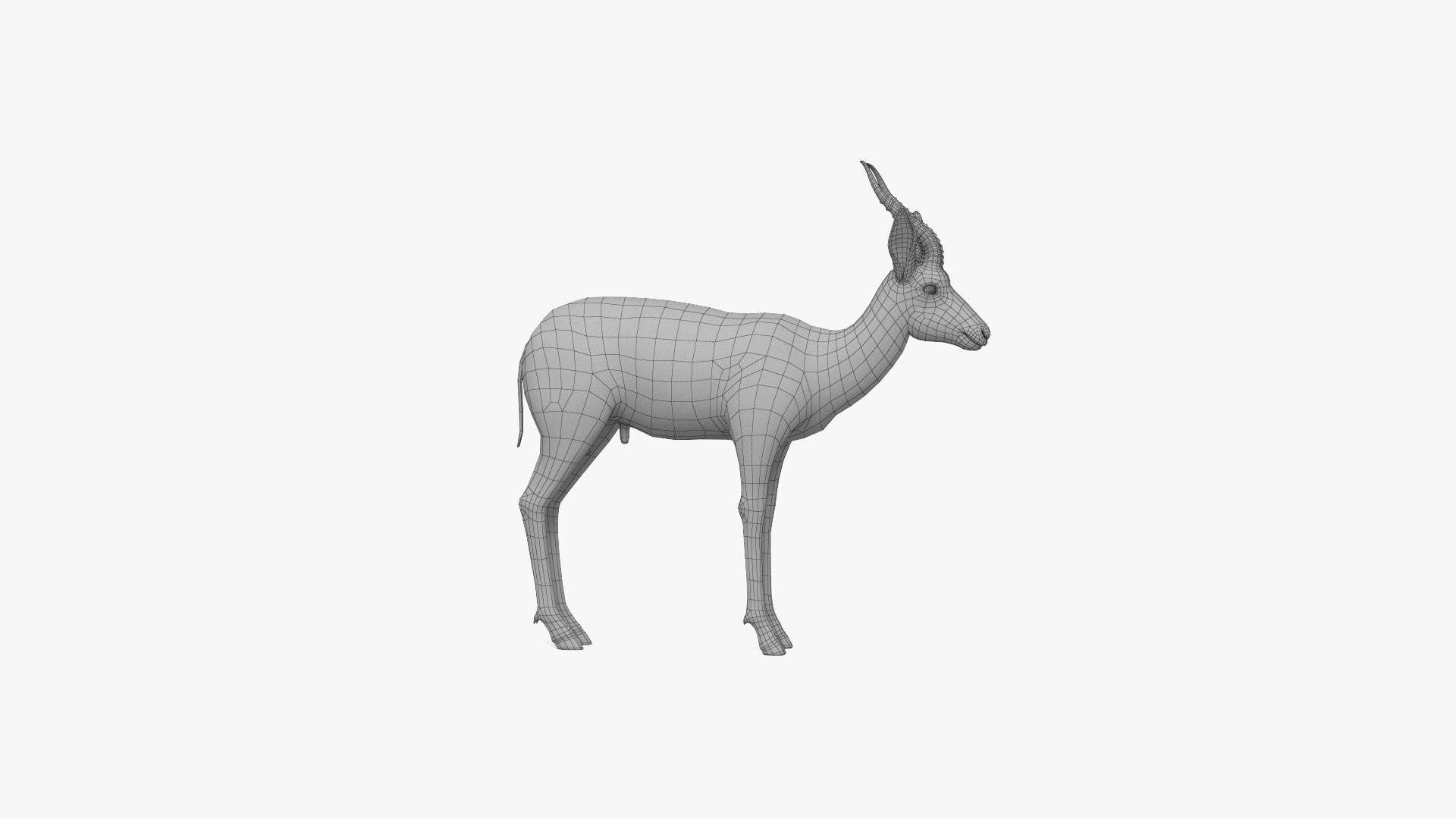 3D model Springbok - TurboSquid 2063847