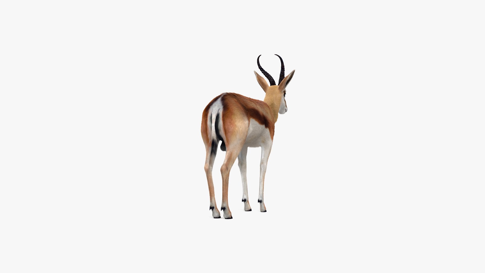 3D model Springbok - TurboSquid 2063847