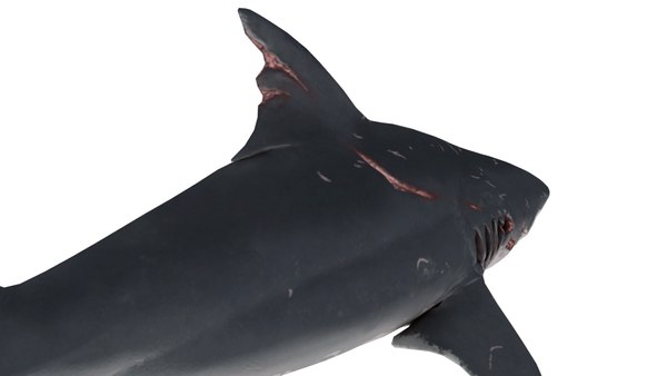 3D Scarred Shark Rigged model - TurboSquid 1716952
