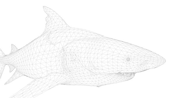 3D Scarred Shark Rigged model - TurboSquid 1716952