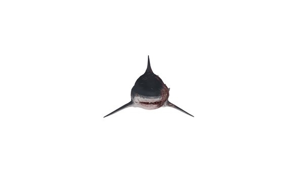 3D Scarred Shark Rigged model - TurboSquid 1716952